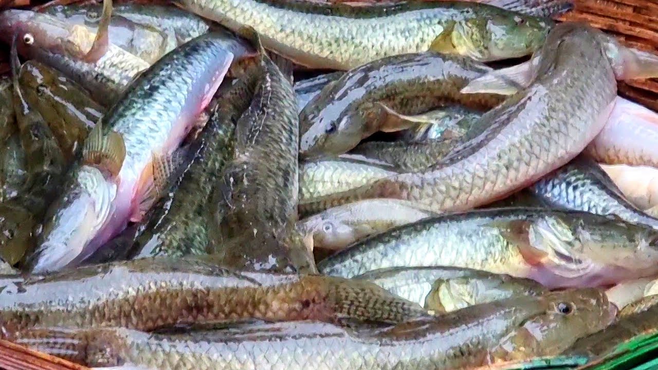 পদ্মার বড় বড় সাইজের বাইলা মাছ কত টাকা বিক্রি হলো দেখুন best fish ...