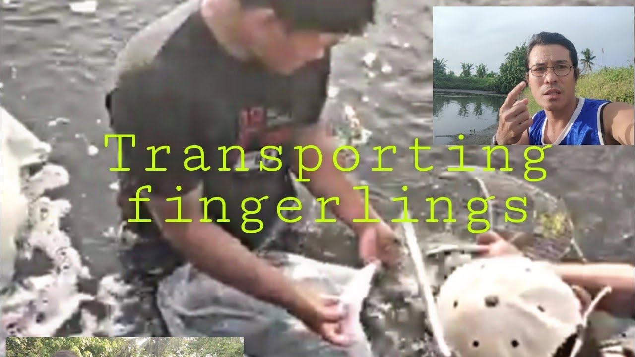 Methods on how to transport fingerlings.(Bangus Garungan) Video1 - YouTube