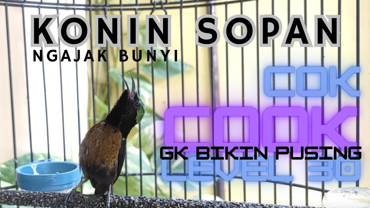 burung konin gacor santai memanggil kolibri ninja lainya @mandorkicau ...