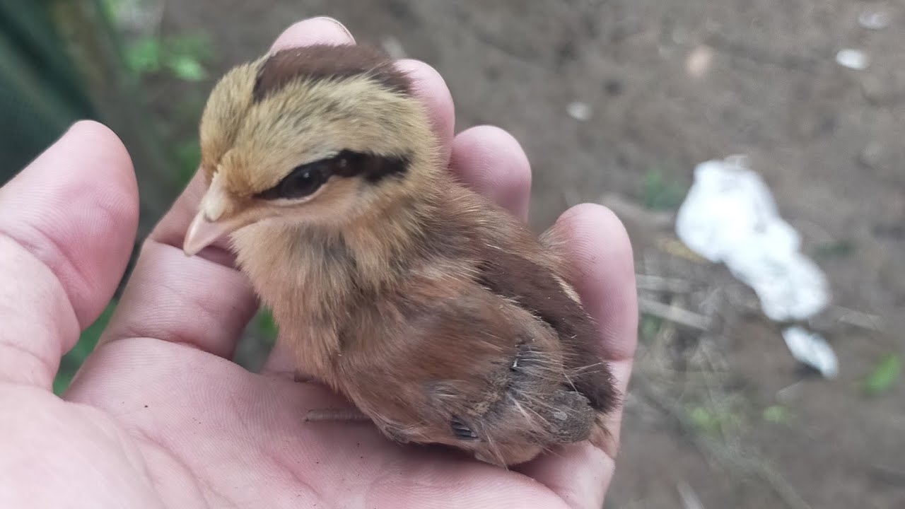 sisiw ng wild chicken/labuyo - YouTube