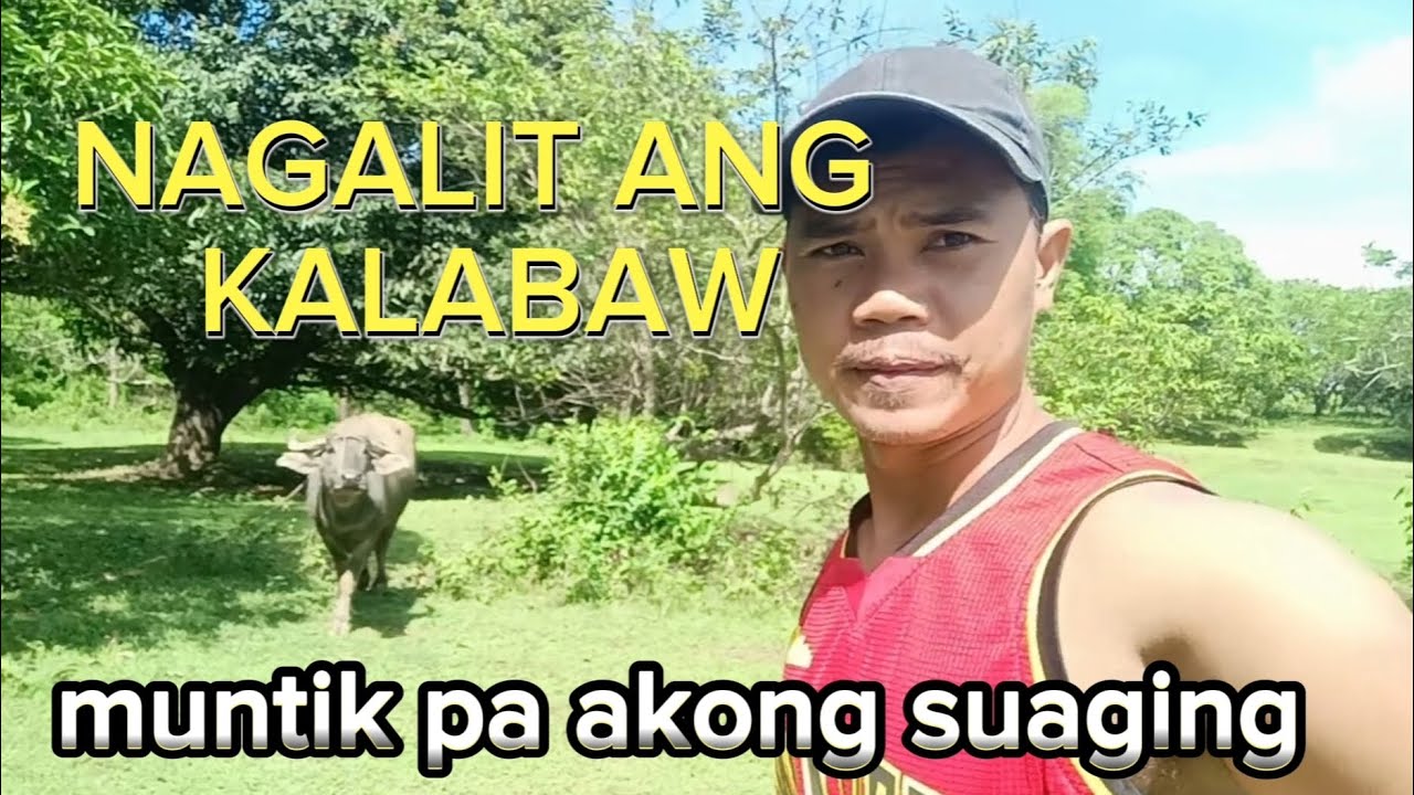 #kalabaw #nagalit #muntik pa akong #suwaging. swimming #trip - YouTube