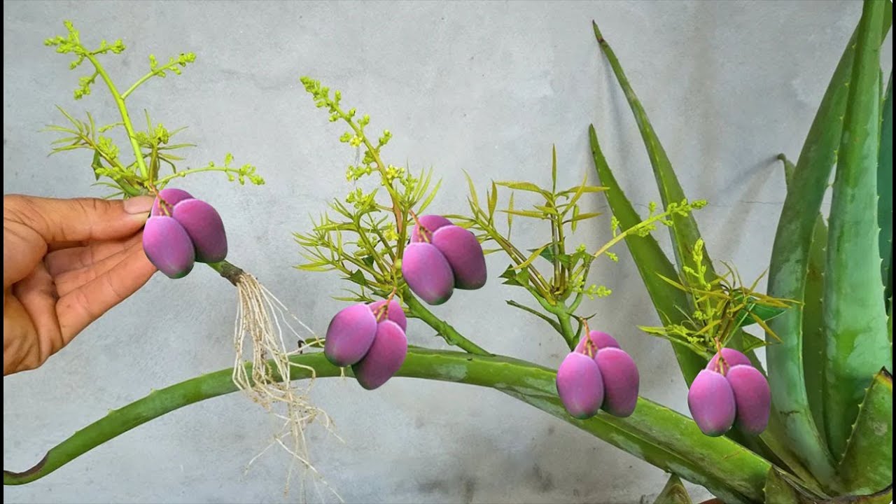 Growing Mango Tree From Cutting.. Very Easy Techniques - YouTube