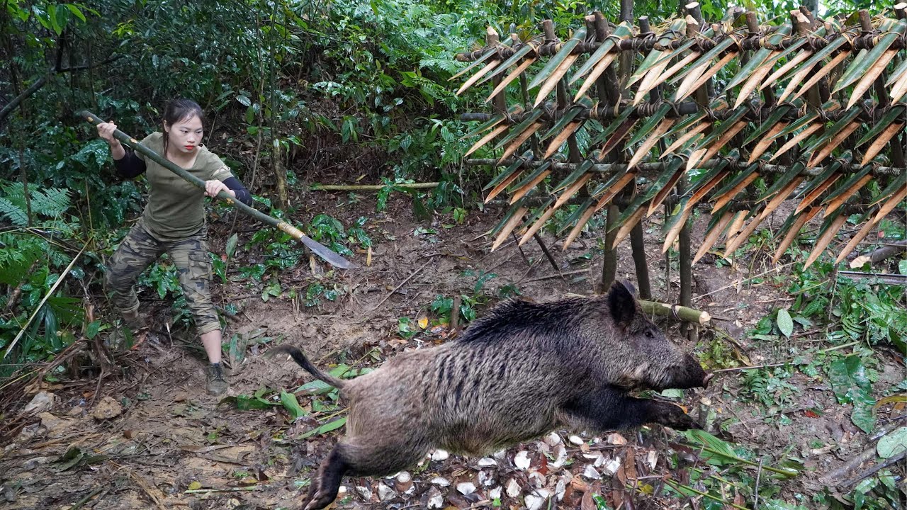 new traces of wild boar, immediately make trap, attack wild boar ...