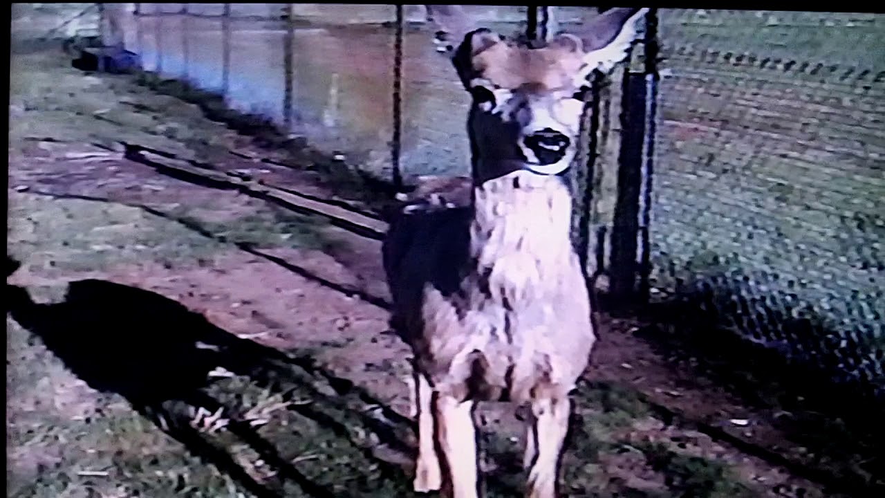 Mantua Fish Hatchery 1989, Mantua, Utah, by Ron Roubidoux - YouTube