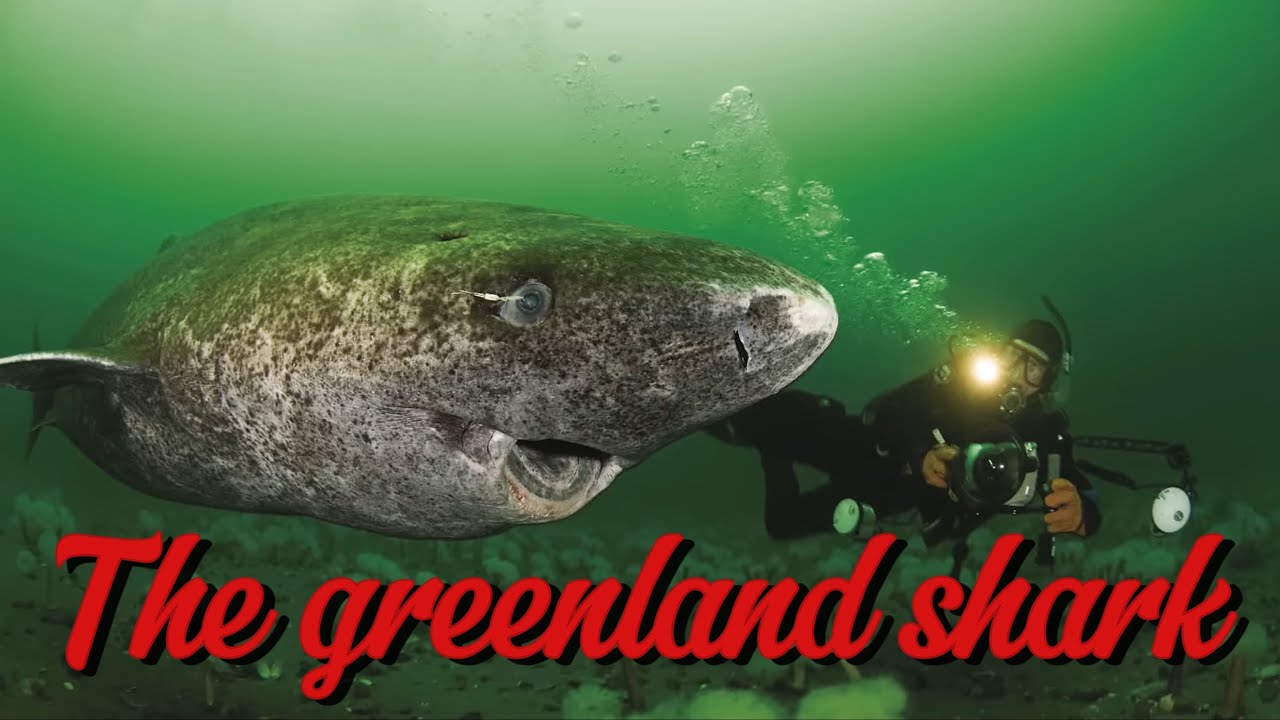 The Greenland Shark: The Deep Sea Shark that can live up to 500 years ...