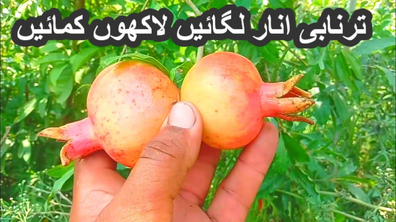 Anar Ki Knse Varity Ghr Me lagane Chaye ,Knsa Anaar Ziyda Mitha Hota ha ...