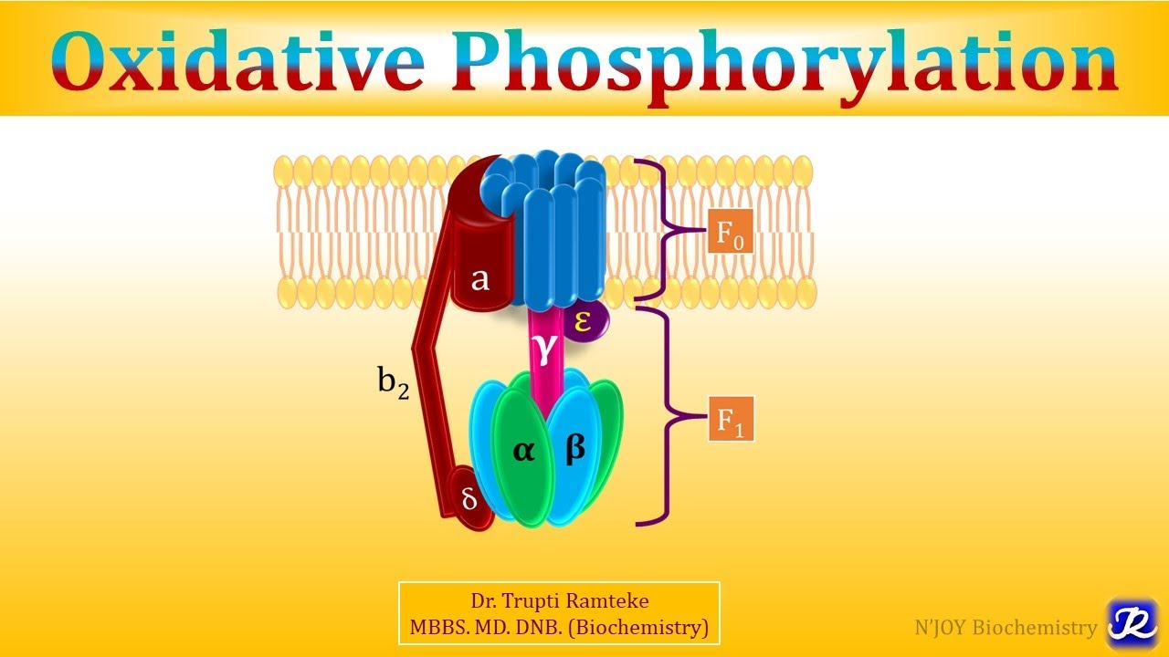 3: Oxidative Phosphorylation | Biological Oxidation | Biochemistry | N ...