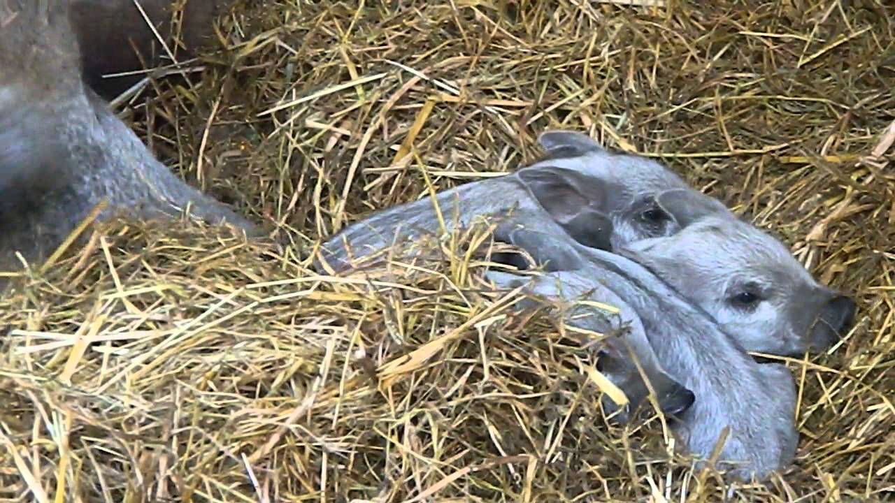 Mangalica malacok - YouTube