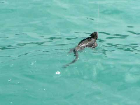 P1160635 Marine iguana swimming - YouTube