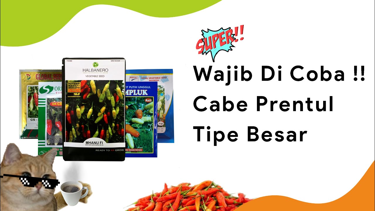5 Varietas Benih Cabe Prentul Paling Besar !! Sudah Pernah Coba? - YouTube