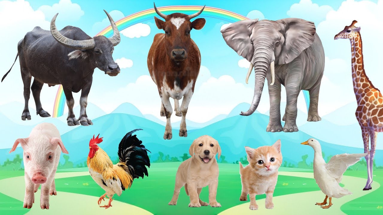 FAVORITE ANIMALS - DOG, CAT, DUCK, MONKEY, PIG - ANIMAL SOUNDS - YouTube