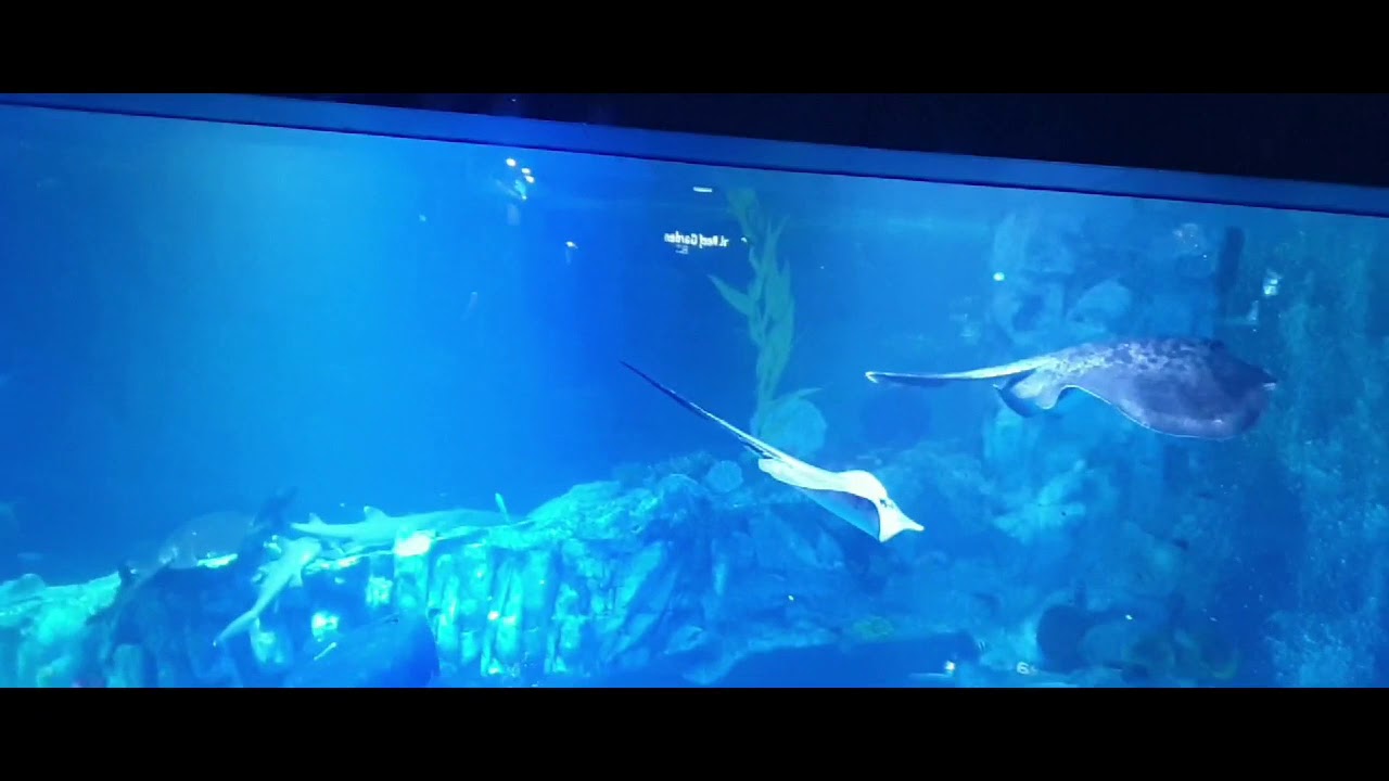 Lotte World Aquarium In Seoul, South Korea | Feeding Fish| Great Tour ...