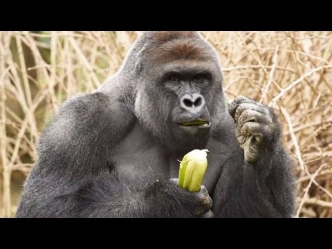 HARAMBE - A TRUE LORD (Tribute song) - YouTube