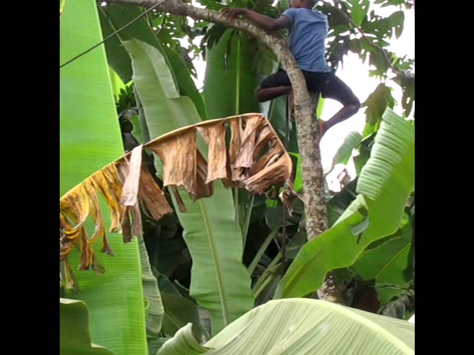 Climbing tree to get breadfruit - YouTube