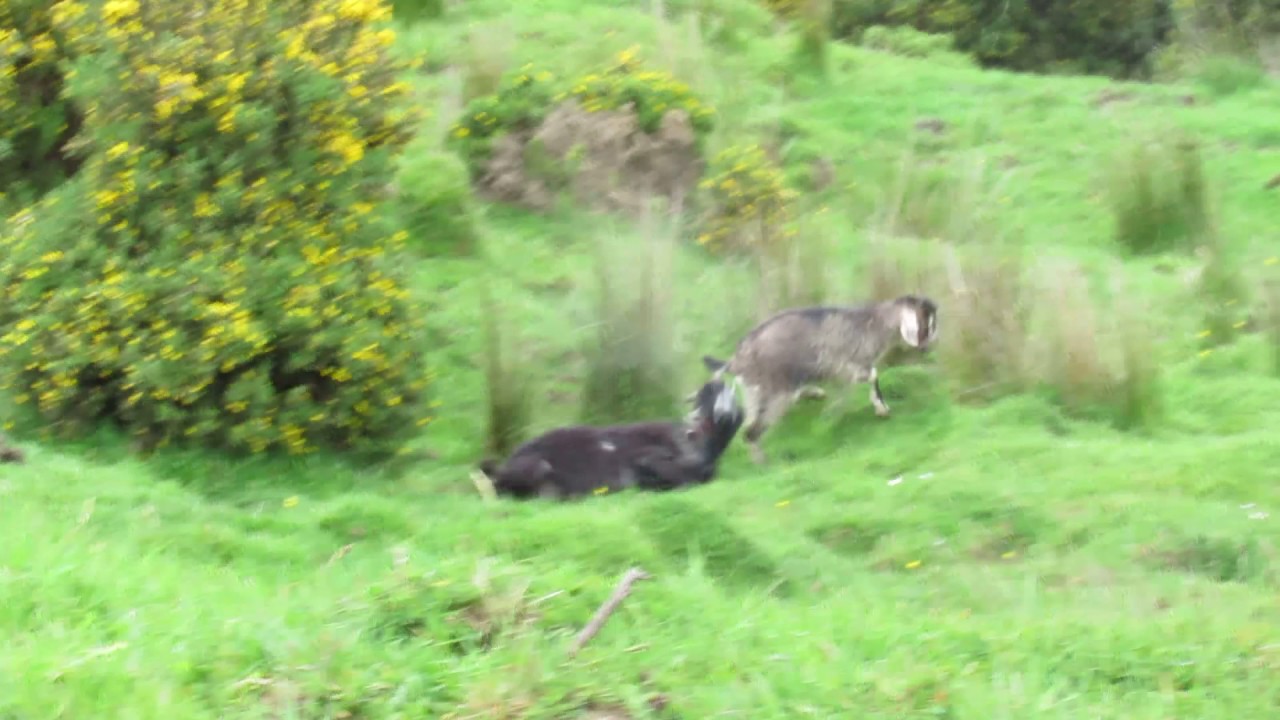 New Zealand Goat Hunting with a 30-30. - YouTube