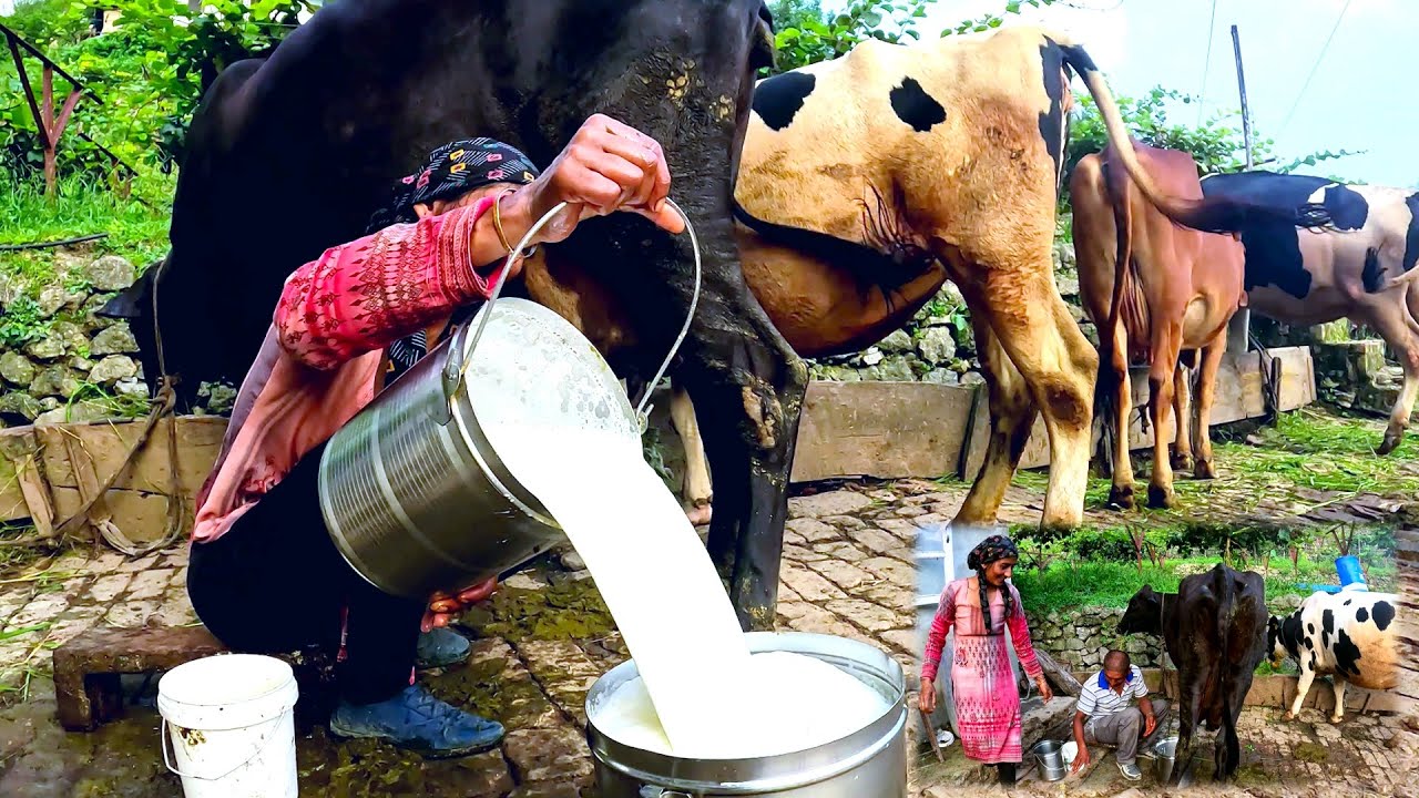 यह गाय बहुत दूध देती है दो लोग इसका दूध दुहते हैं Cow Milking by Asha ...