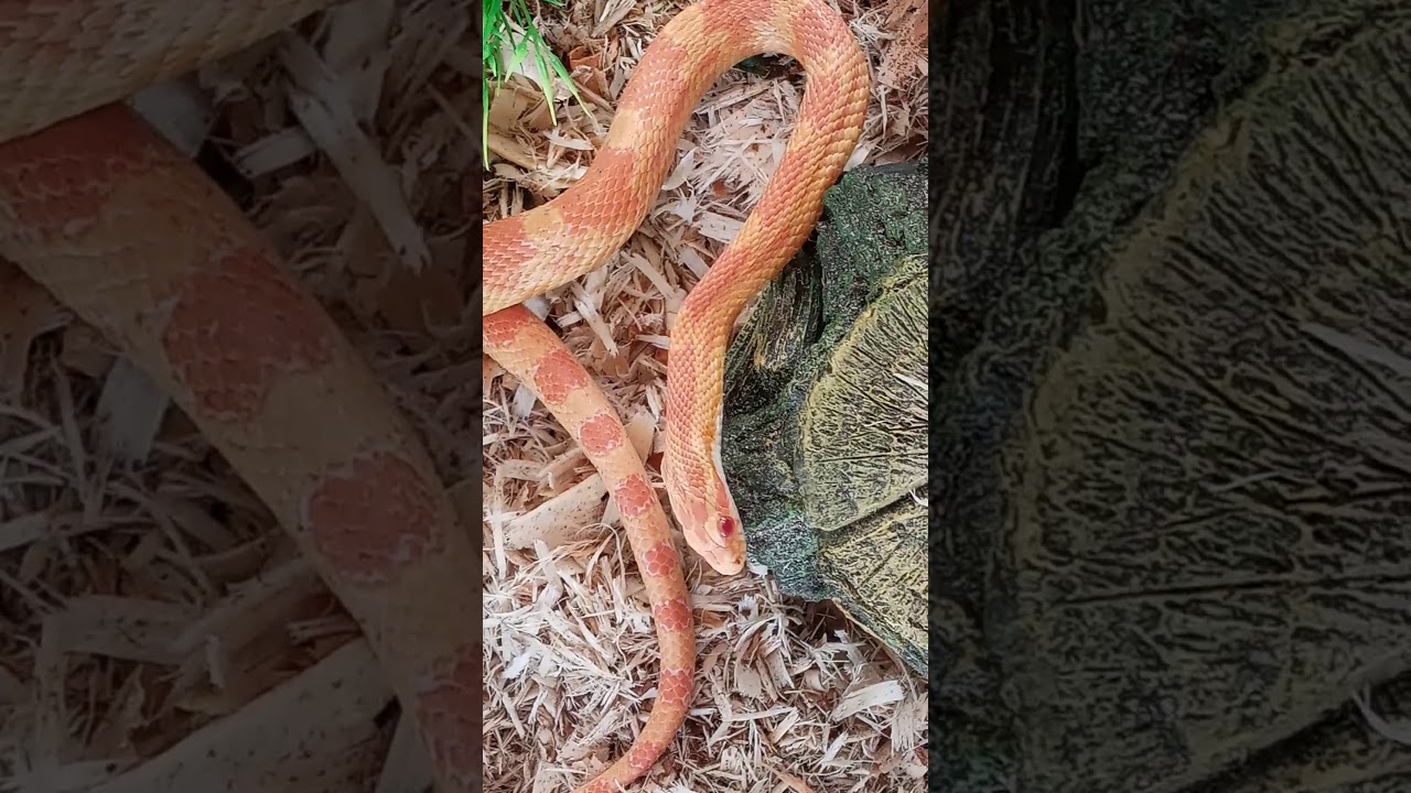 Sneaky snake - YouTube