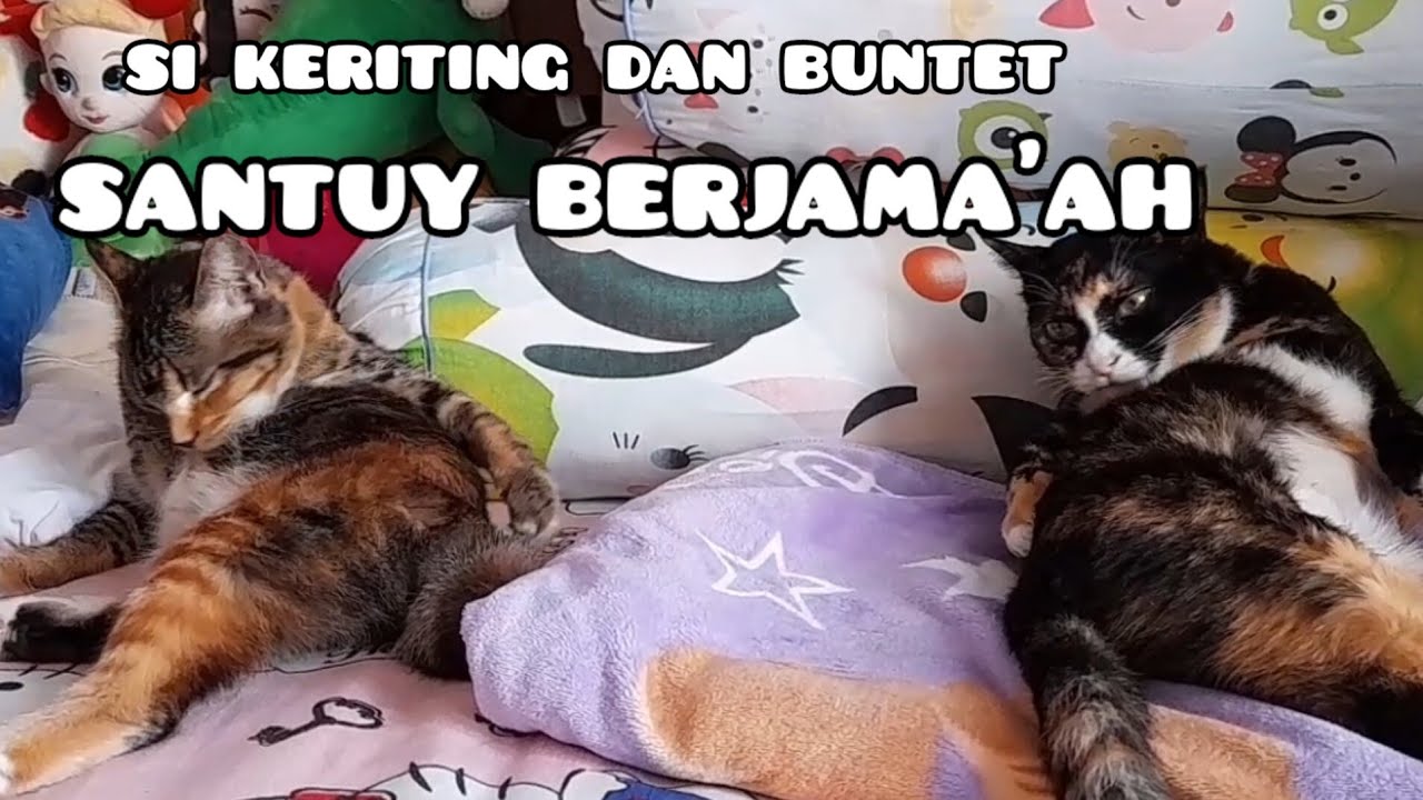 ANAK KUCING LUCU BIKIN GREGET‼️KERITING SAMA BUNTET NYANTAI PAGI‼️ ...