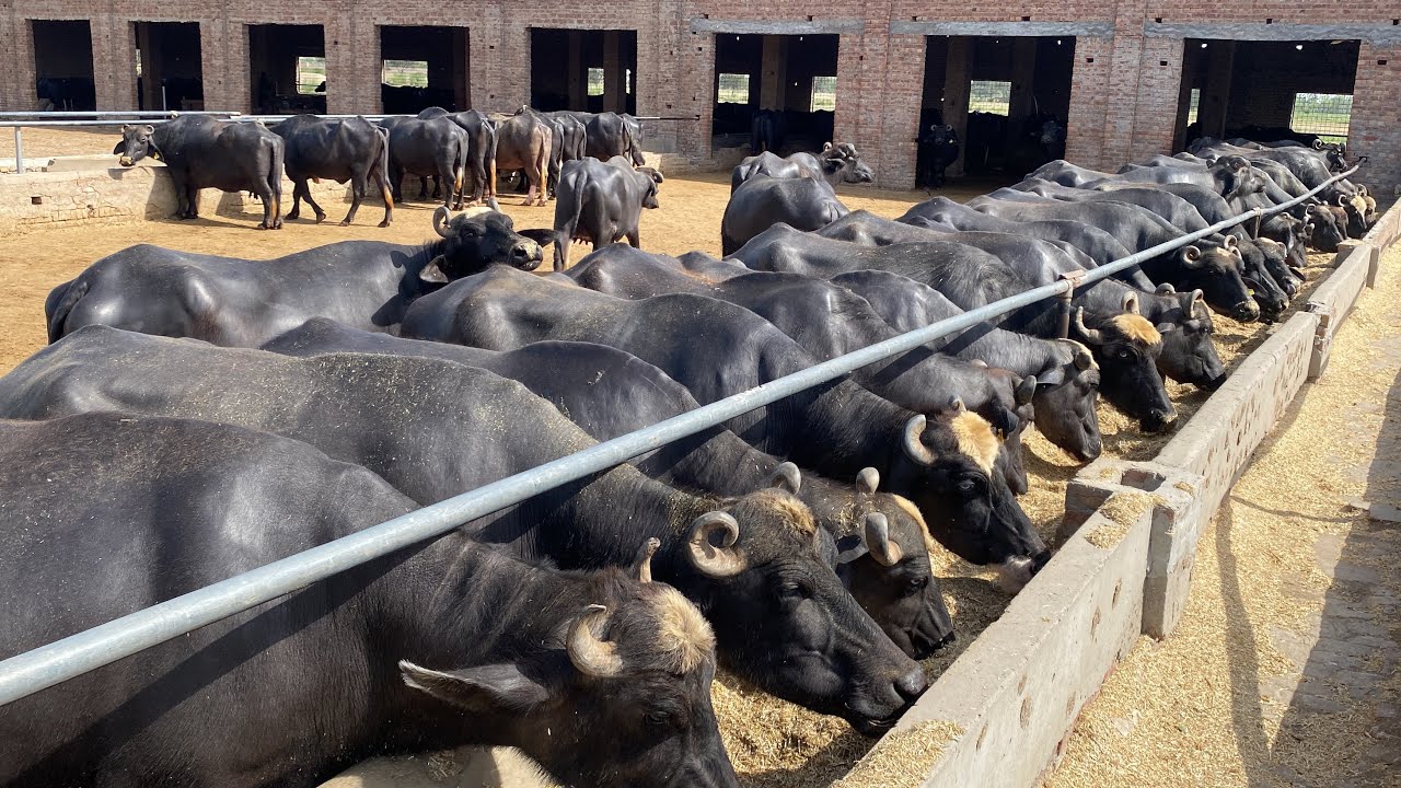 Pak Biggest 800 Nili Ravi Buffalo And Cow Dairy Farm Ll Sb Dairy And Livestock Farm Youtube