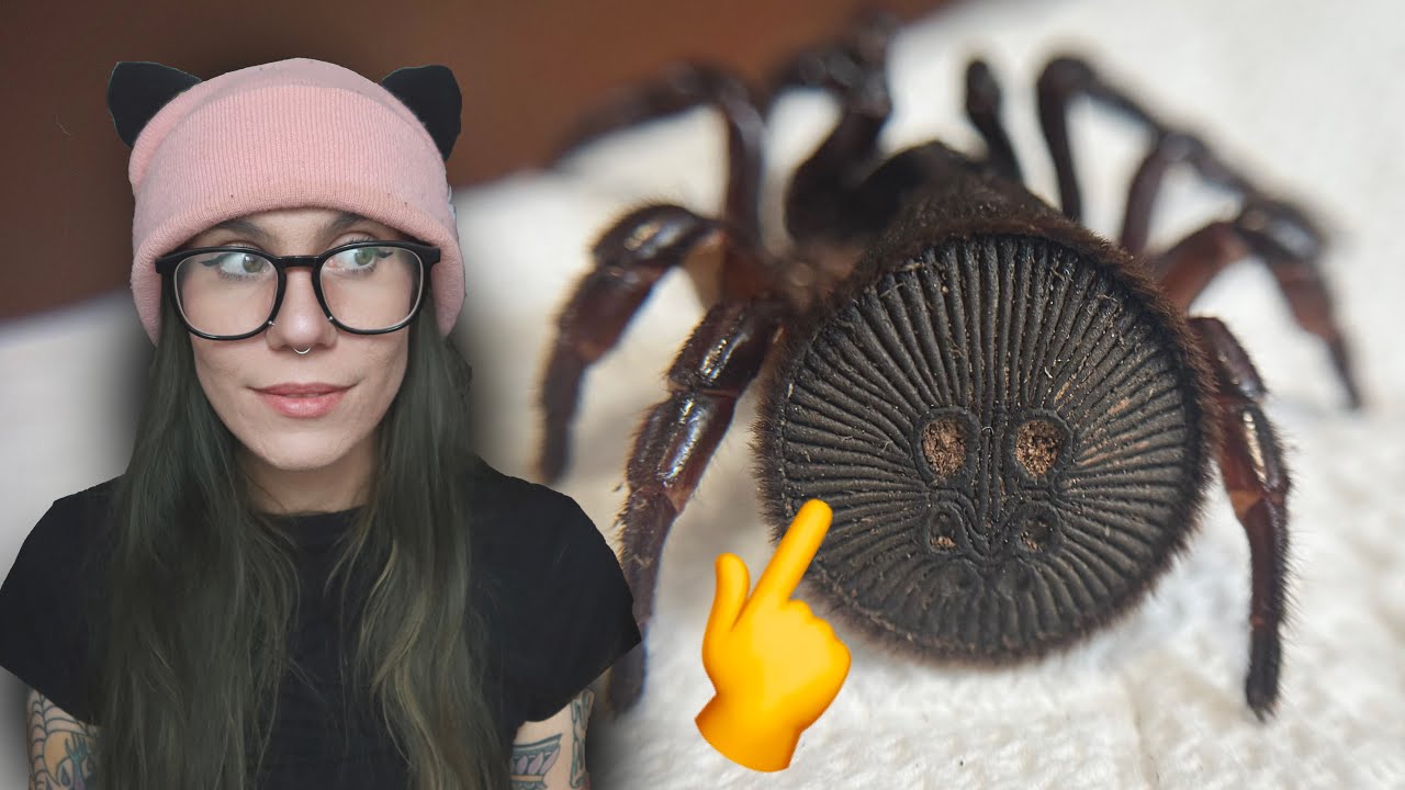 Very Bitey, VERY FRIGHTY Trapdoor Spider Unboxing! I Poked the ...