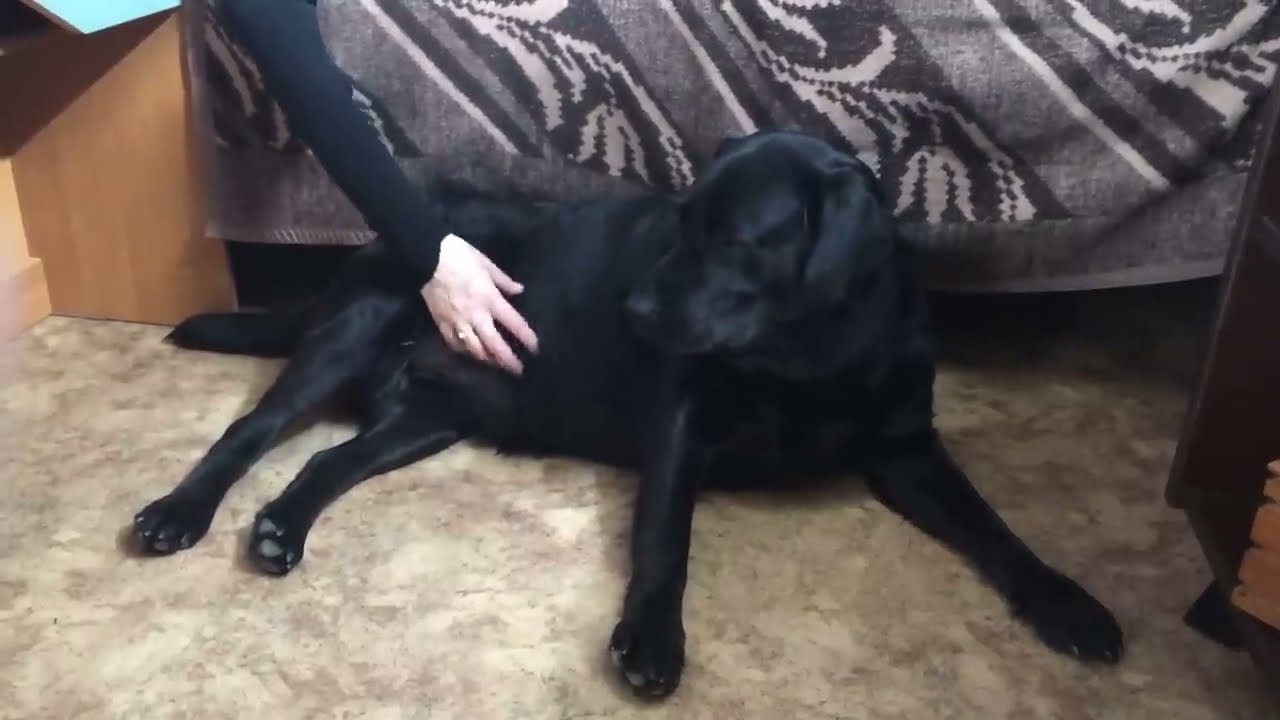 Labrador Retriever demands belly scratches - YouTube