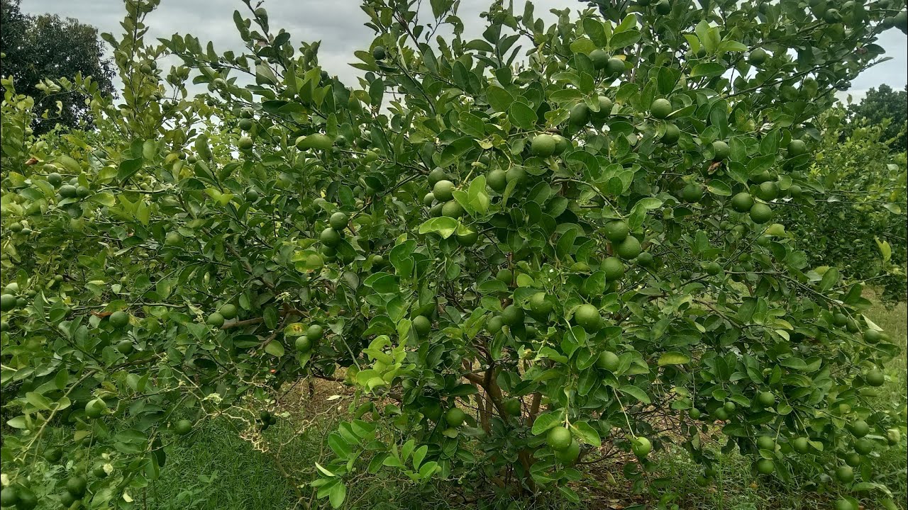 😁 Memanfaatkan lahan kosong perkebunan jeruk nipis 200 pohon - YouTube