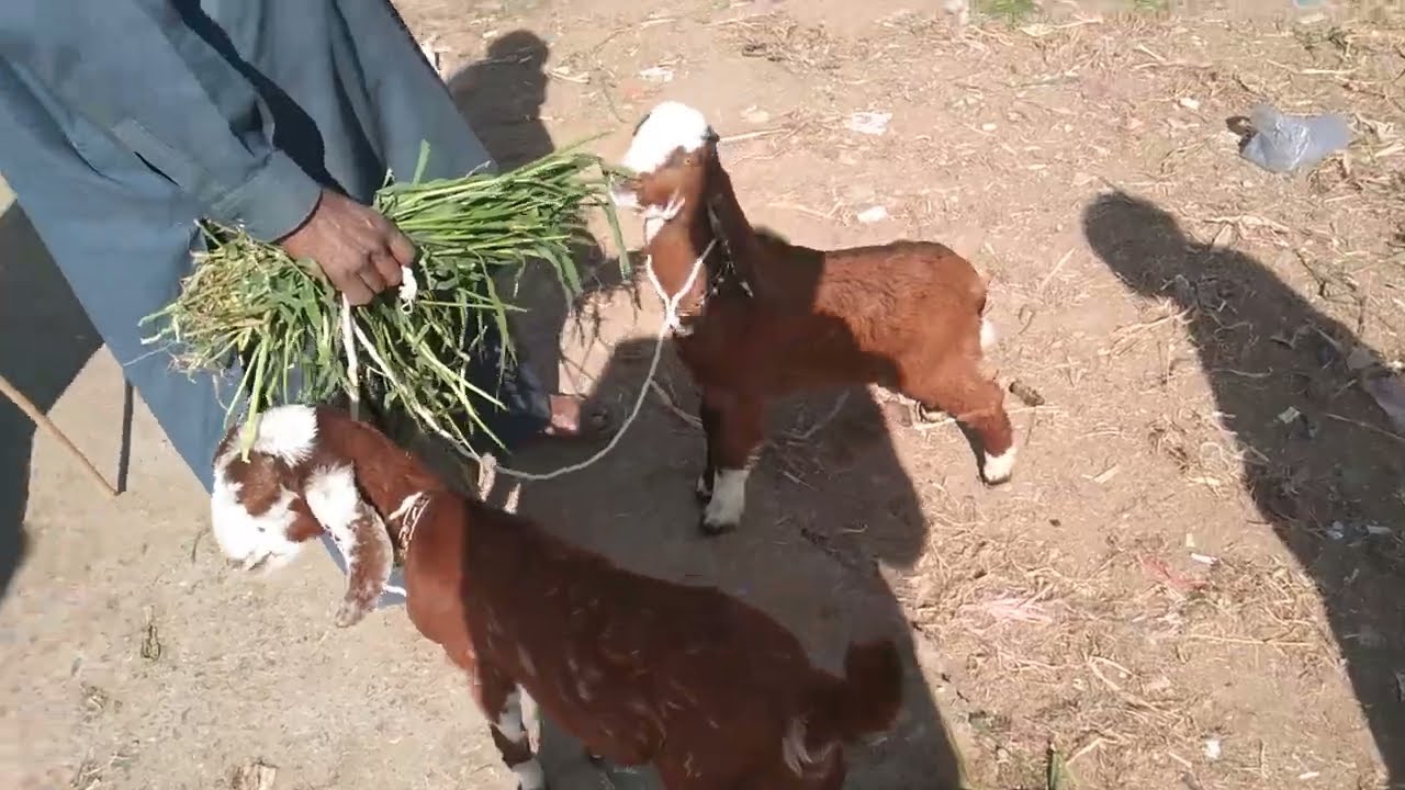 goat for sale in pakistan/today goat price in mandra mandi/qurbani 2024 ...