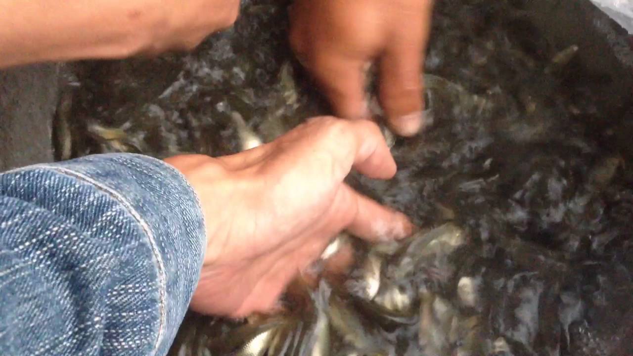 Bibit ikan / benih ikan Graskap - YouTube