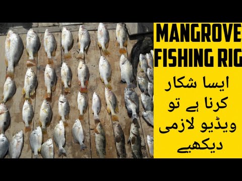 Fishing Rigs Live Bait Fishing Rig For Mangrove And Catch Big Snapper ...