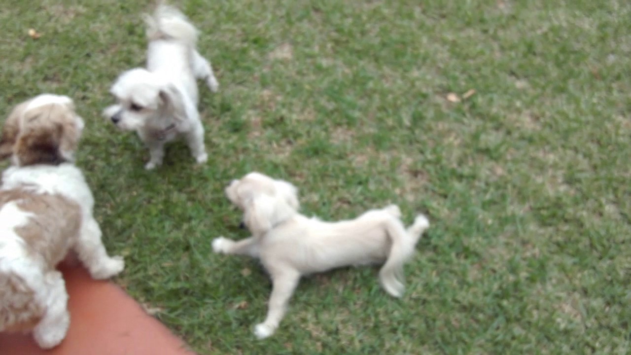 Dogs romping at the Handbys house - YouTube