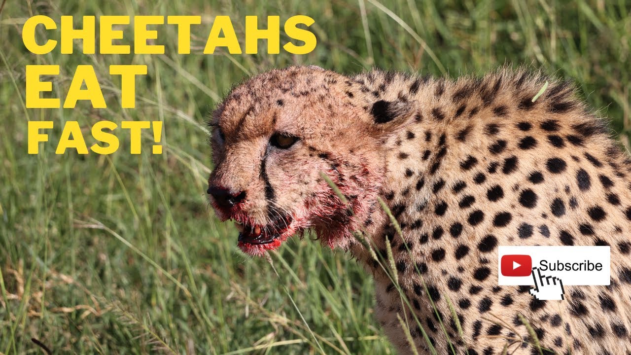 🎬CHEETAHS EAT FAST - THE FAMOUS TATU BORA [4K] - YouTube