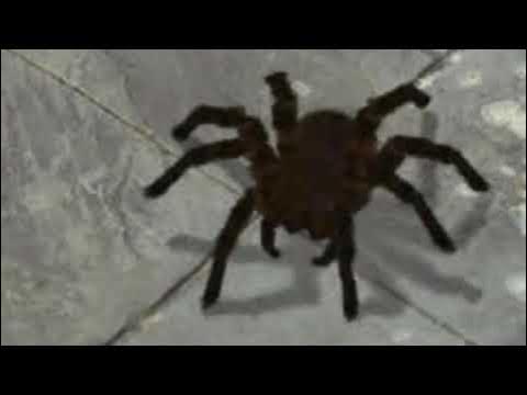 Spider on the floor song - YouTube
