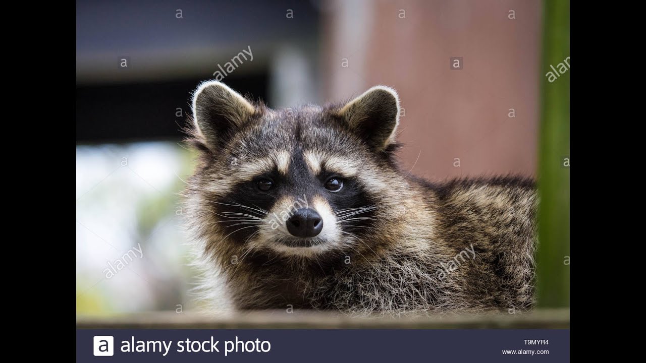 Fnaf Racoon Jumpscare - YouTube
