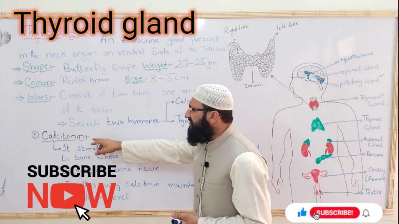 Thyroid gland||thyroxin||calcitonin hormone||goiter||hypersecretion and ...