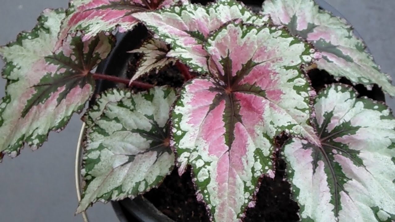 Begonia Rex - Fancy-leaf Begonia - YouTube