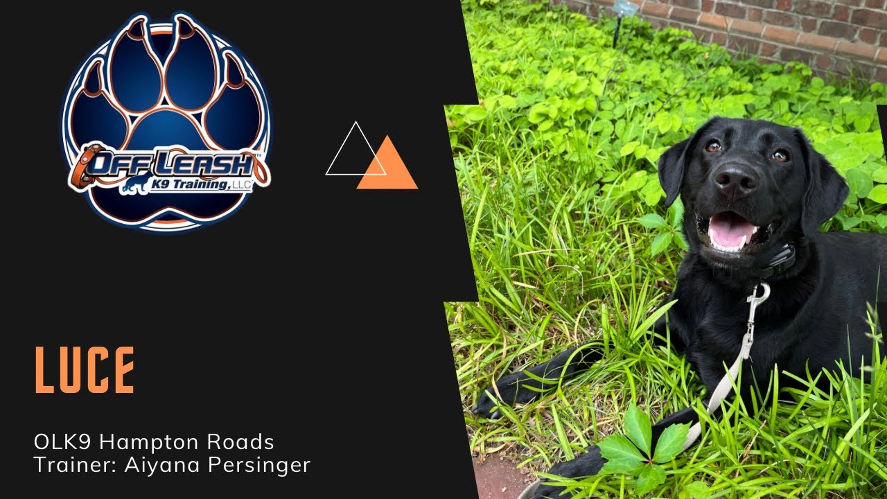 “Luce” 10 Month Old Labrador Retriever | Amazing Transformation - YouTube