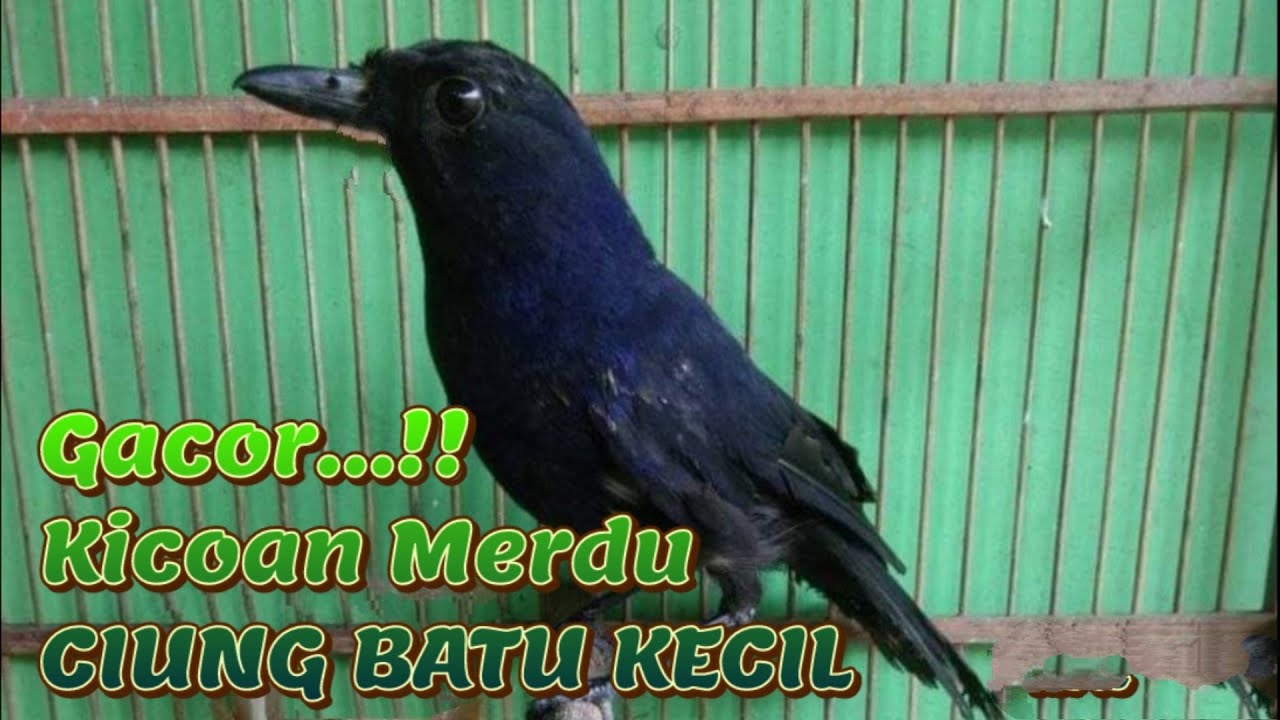EDAN,,!!! suara burung ciung batu kecil gacor Owor- owor. - YouTube
