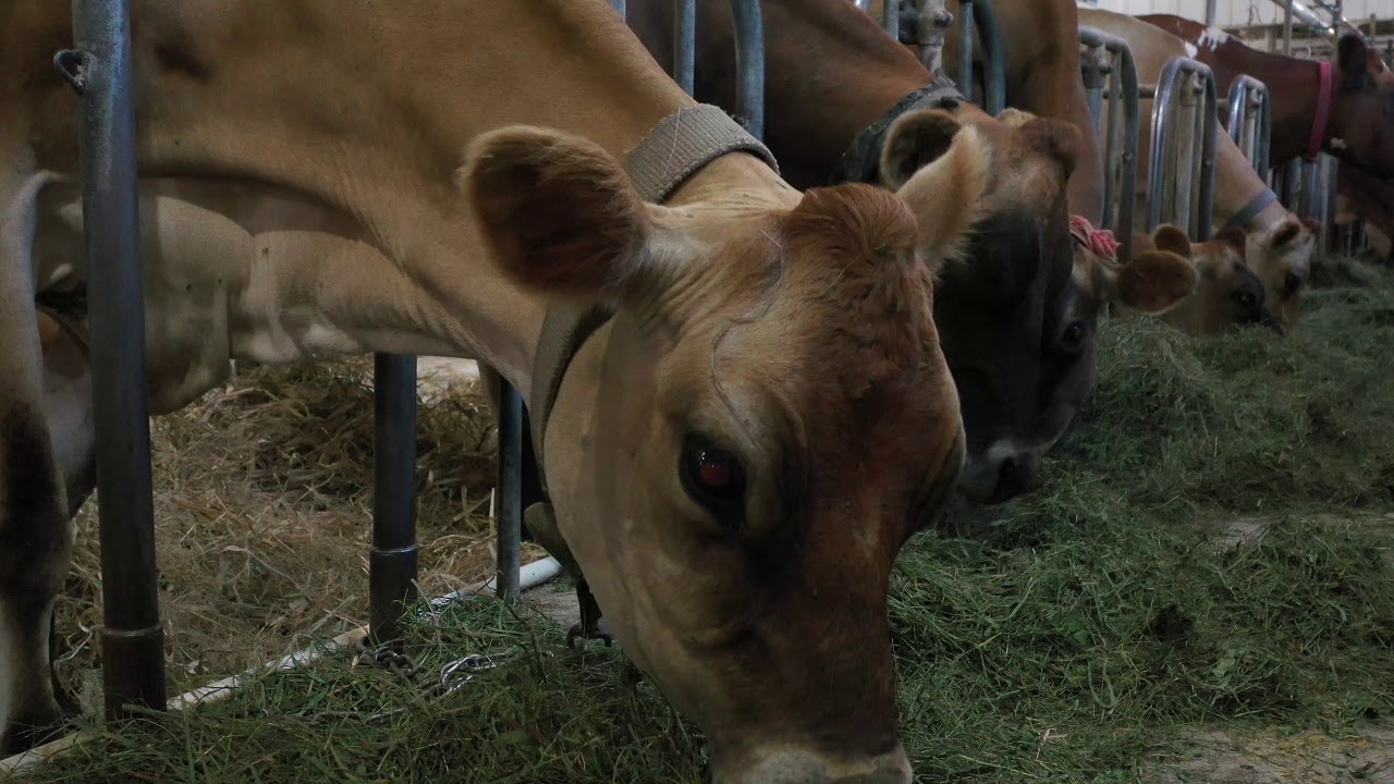 Life in a Barn - YouTube