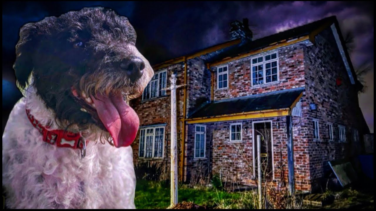 POV of a Dog exploring a insane genius’ ABANDONED house - YouTube