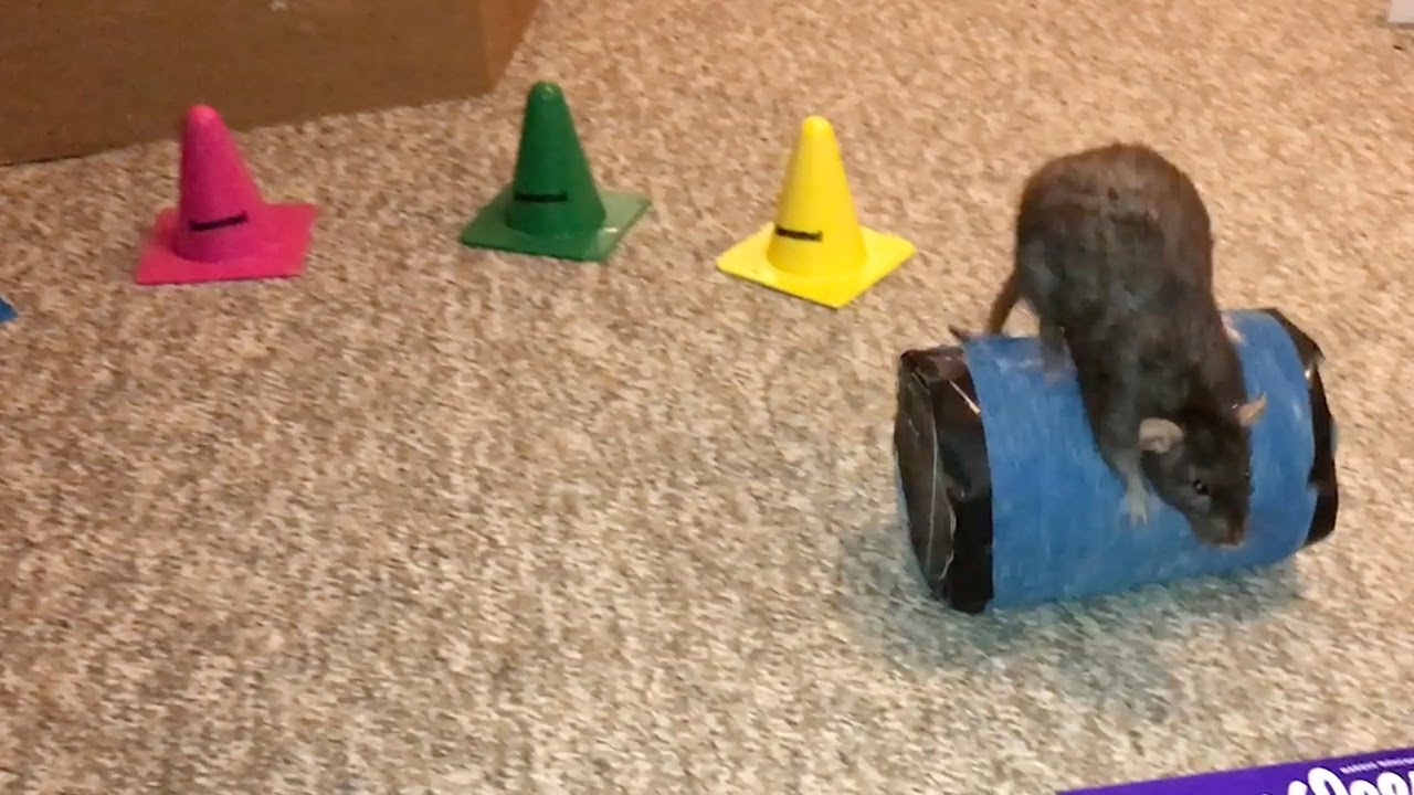 Rescued Rats Perform Circus Tricks - YouTube