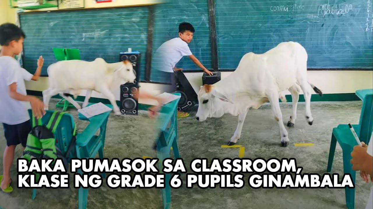 Baka pumasok sa classroom , klase ng Grade 6 pupils ginambala - YouTube