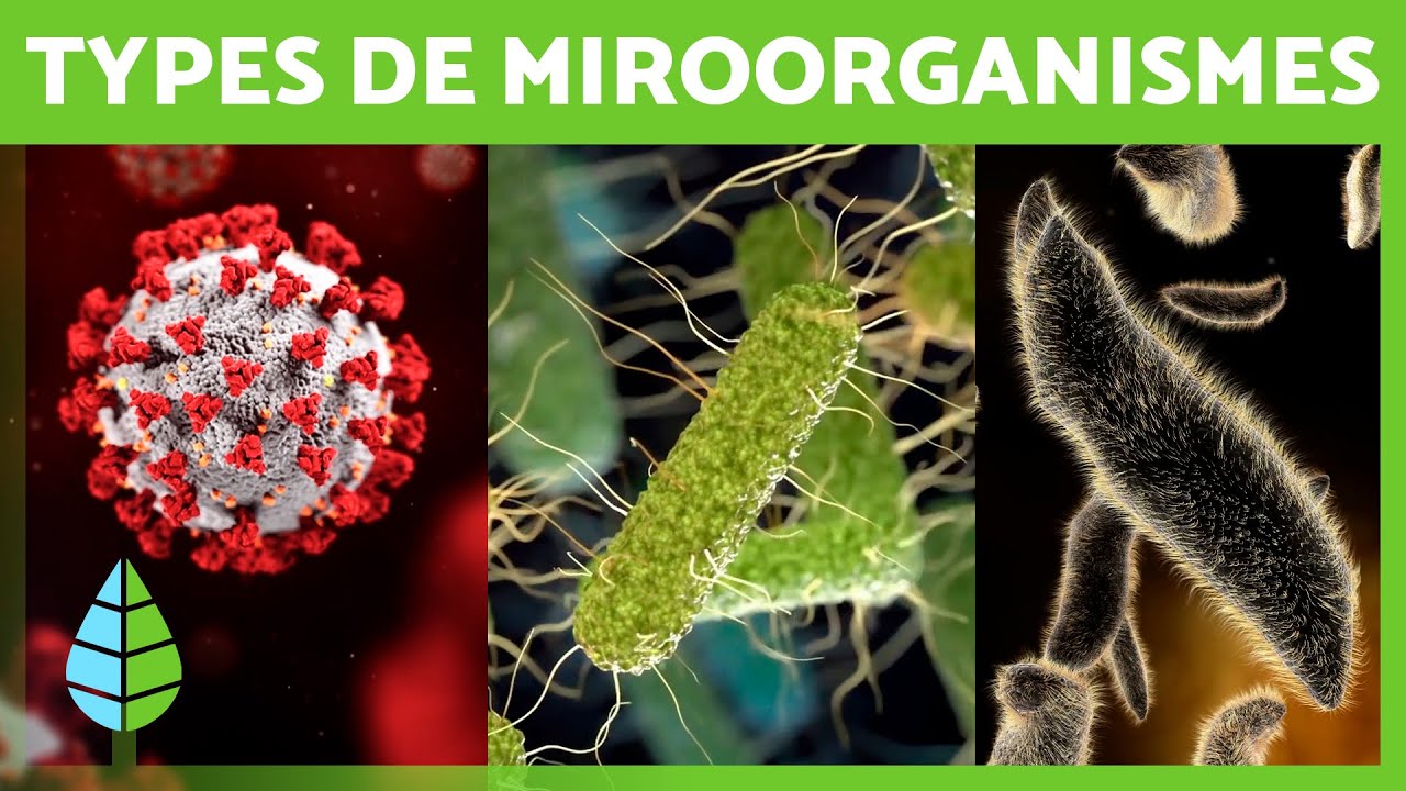 Que sont les MICRO-ORGANISMES ? 🦠 (Bactéries, Virus, Champignons et ...