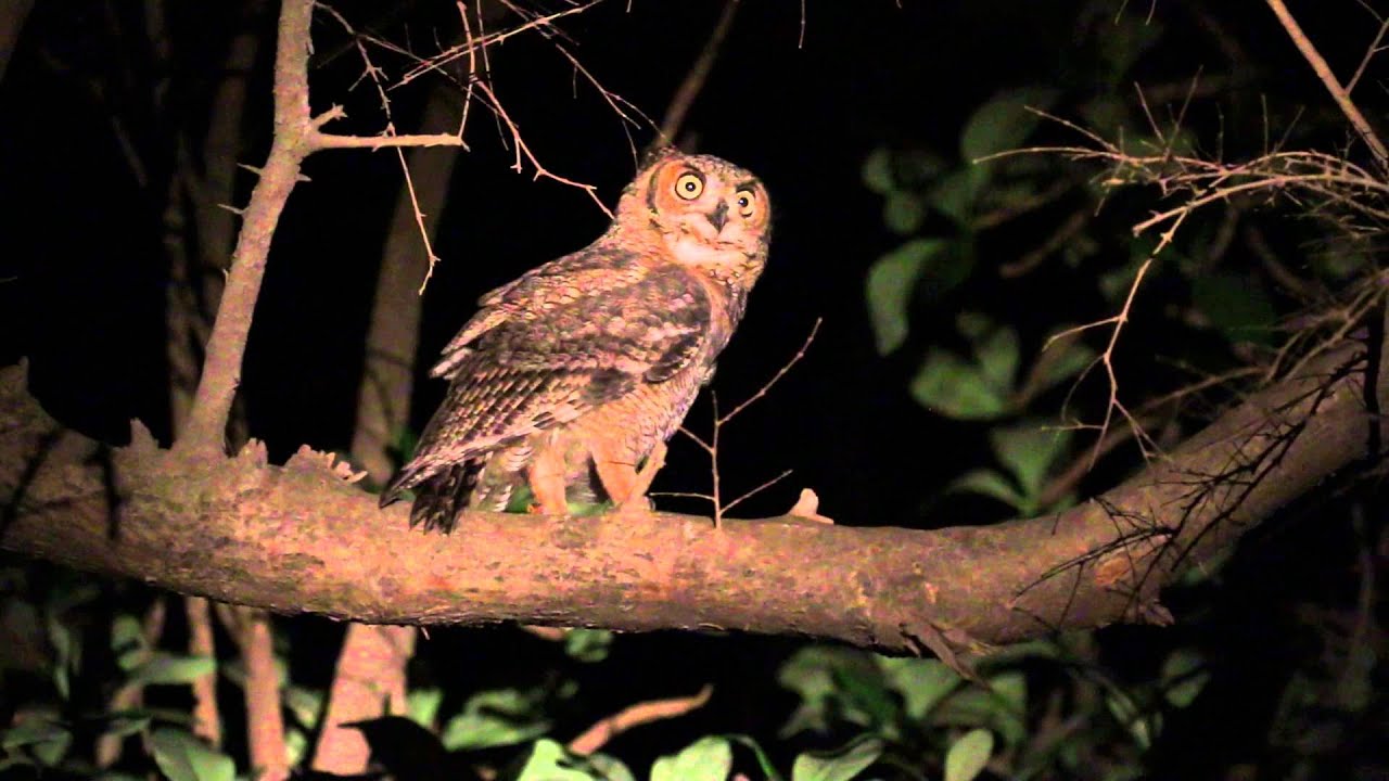 Arabian Spotted Eagle-owl, Bubo (africanus) milesi - YouTube