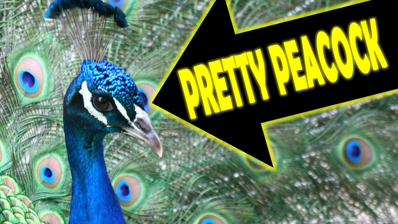 Pretty Peacock Rap Song Lyrics - YO MINUS - YouTube