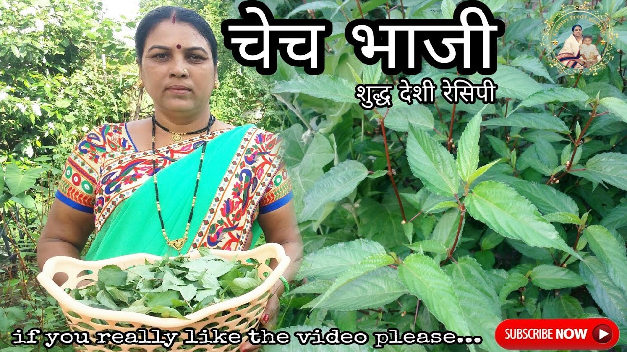 चेच भाजी / बहुत ही स्वादिष्ट और पौष्टिक शुद्ध देशी रेसिपी /chech bhaji ...