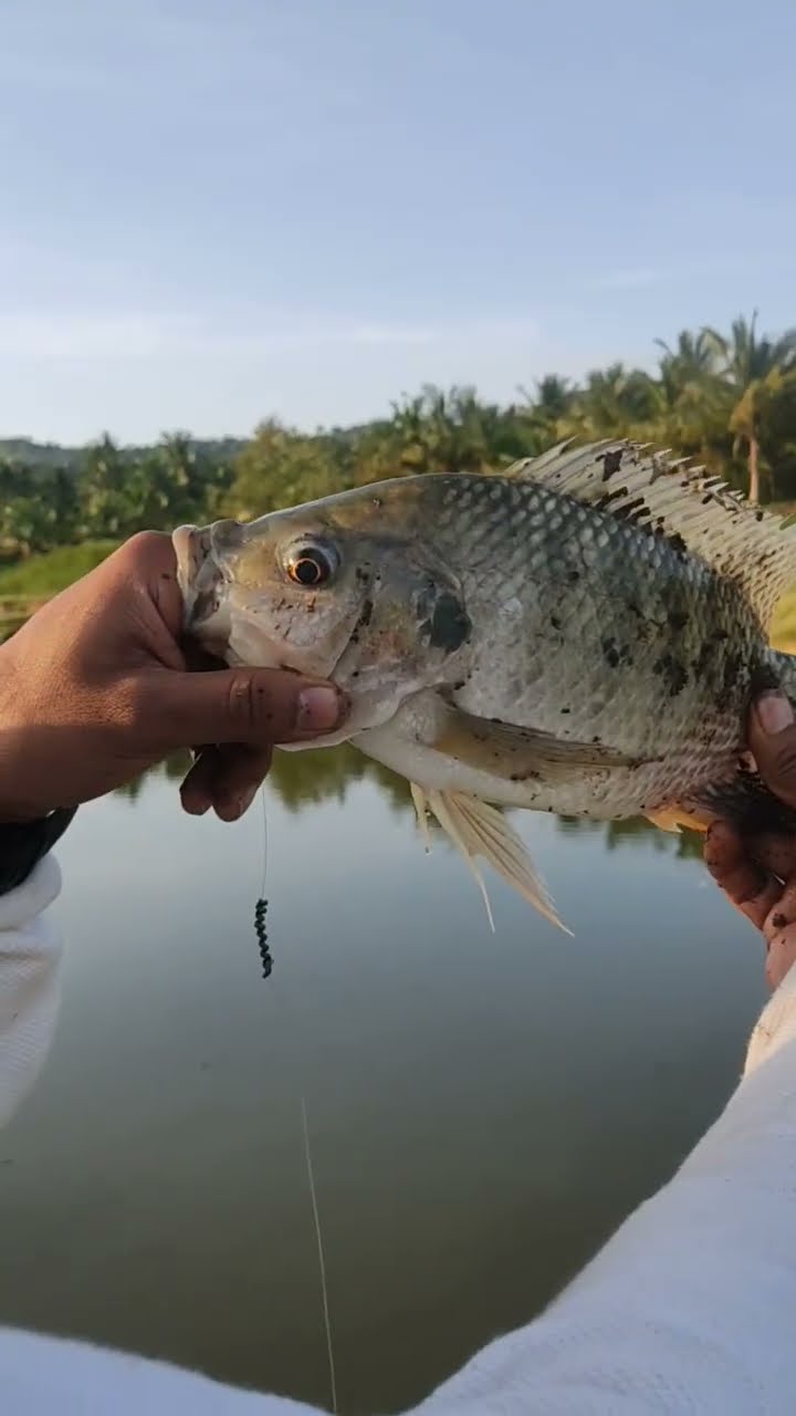 talapia fish catching#trendingshorts #freshwaterfish #fish #fishing ...