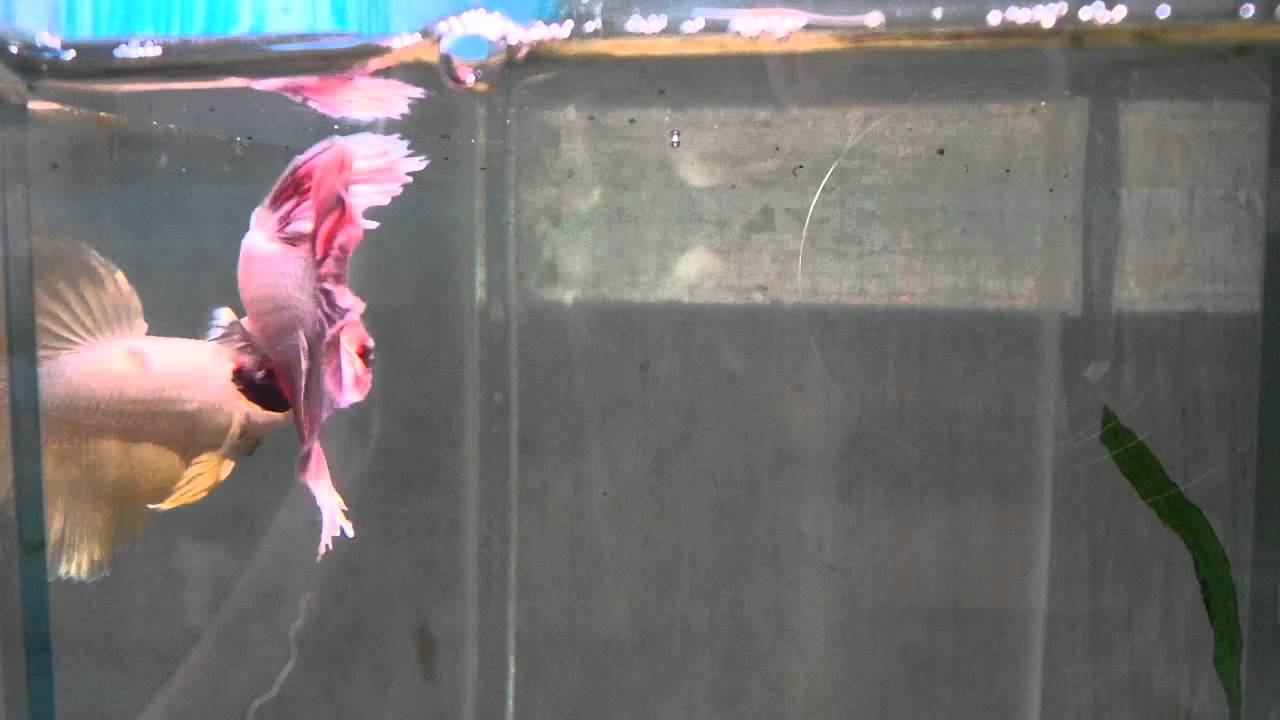 Rong do 2 LMT - YouTube