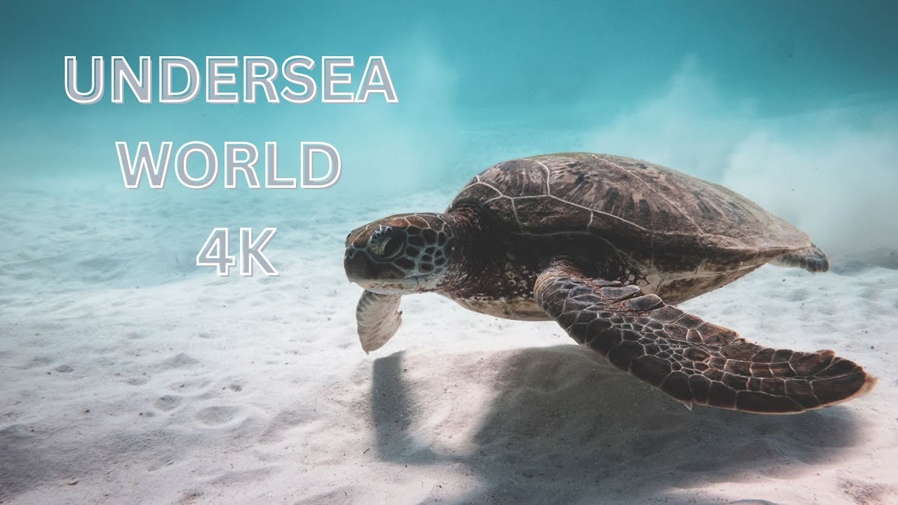 Ocean - Undersea World 4K -Relaxing - YouTube