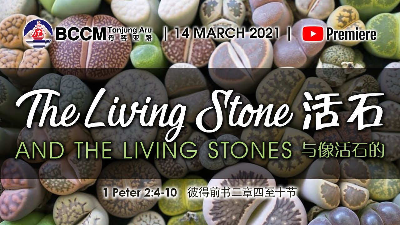14 March 2021 The Living Stone and the living stones 活石与像活石的 - YouTube