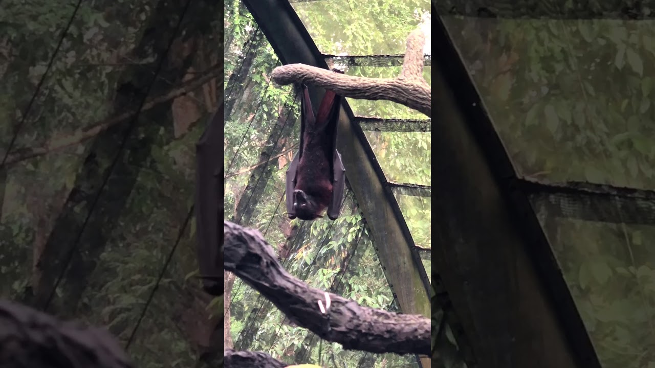 Flying Fox Sanctuary Wild Life Reserve Singapore - YouTube